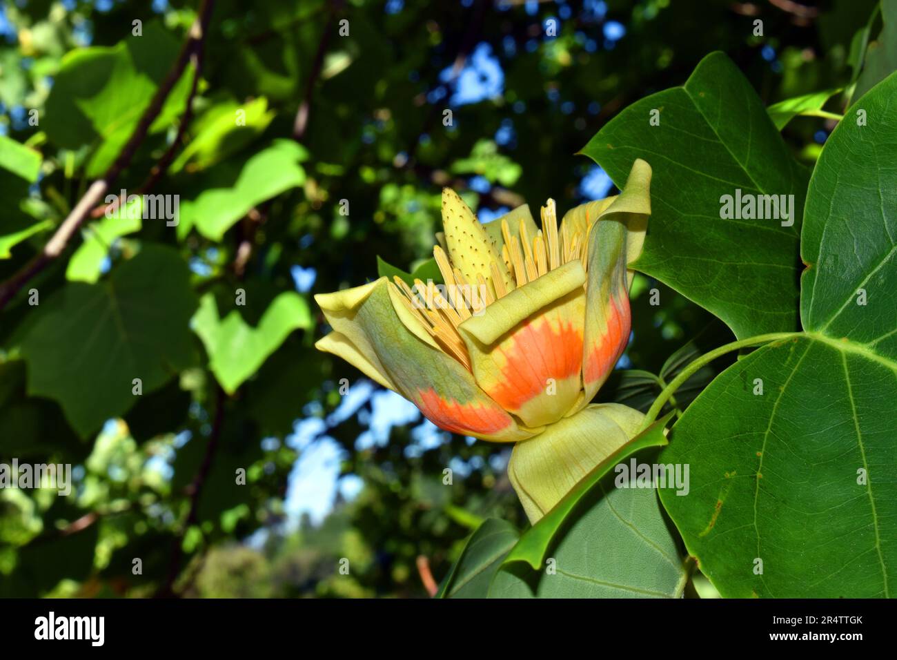 Flower of the tulip tree (Liriodendron tulipifera), an ornamental tree ...