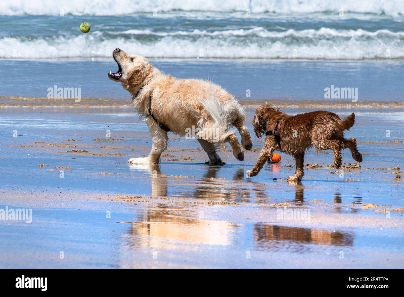 Two dogs chasing a ball on dog friendly Fistral Beach in Newquay in ...