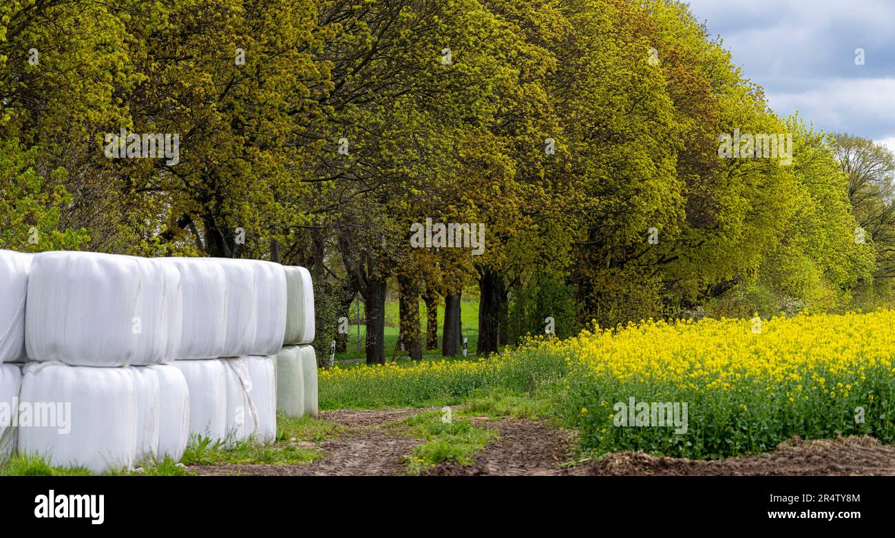 Hay Bales And Manure Pile On An Agricultural Field, Berlin, Germany ...