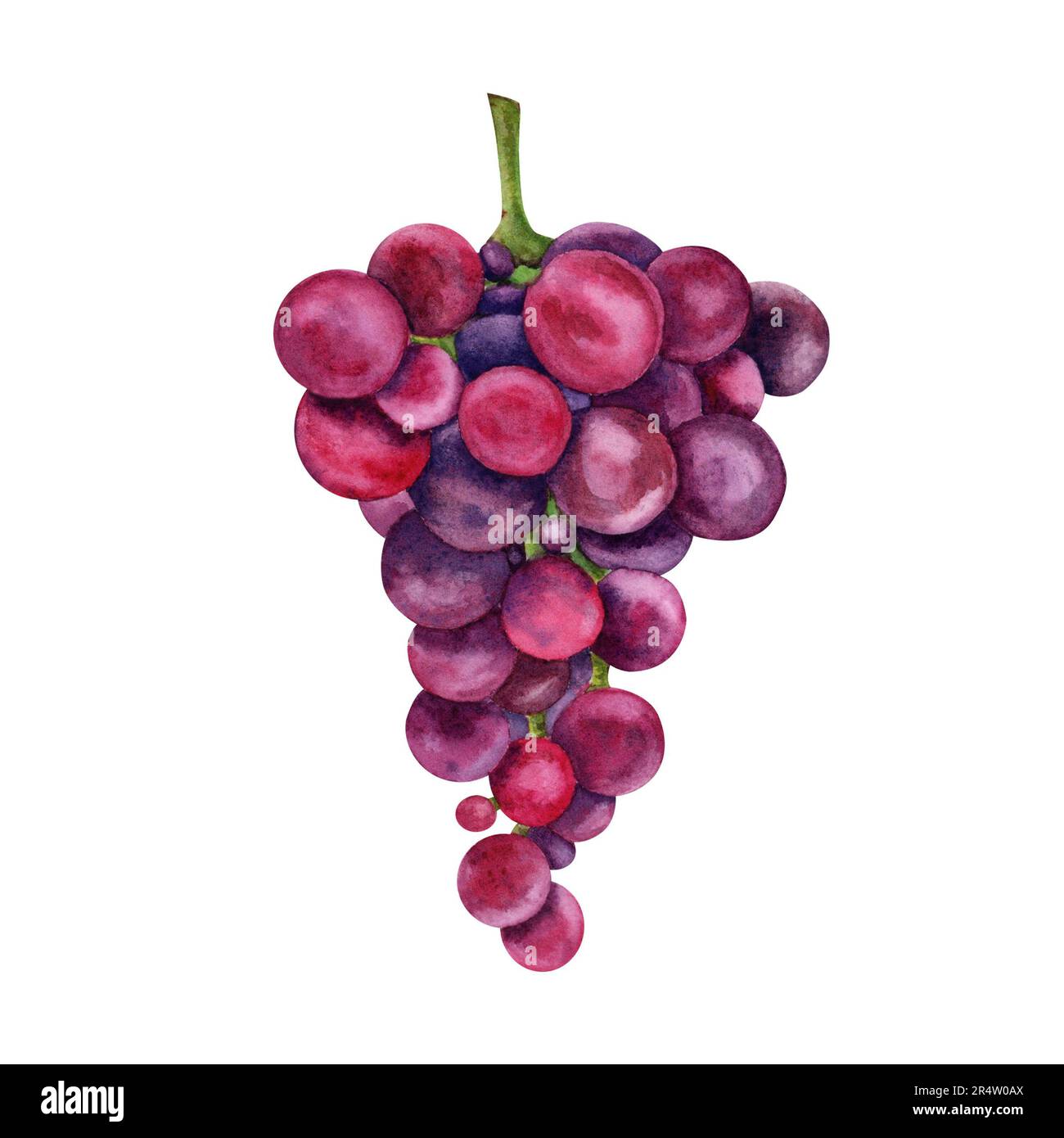Bunch of red grapes. Watercolor illustration isolated on white ...