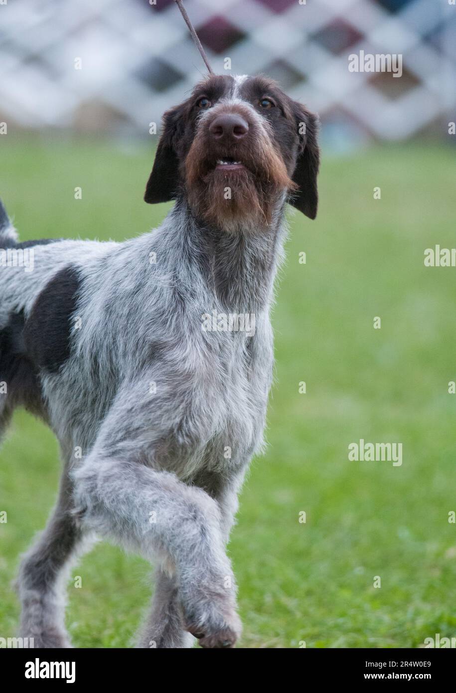 German Wirehaired Pointer Pointing