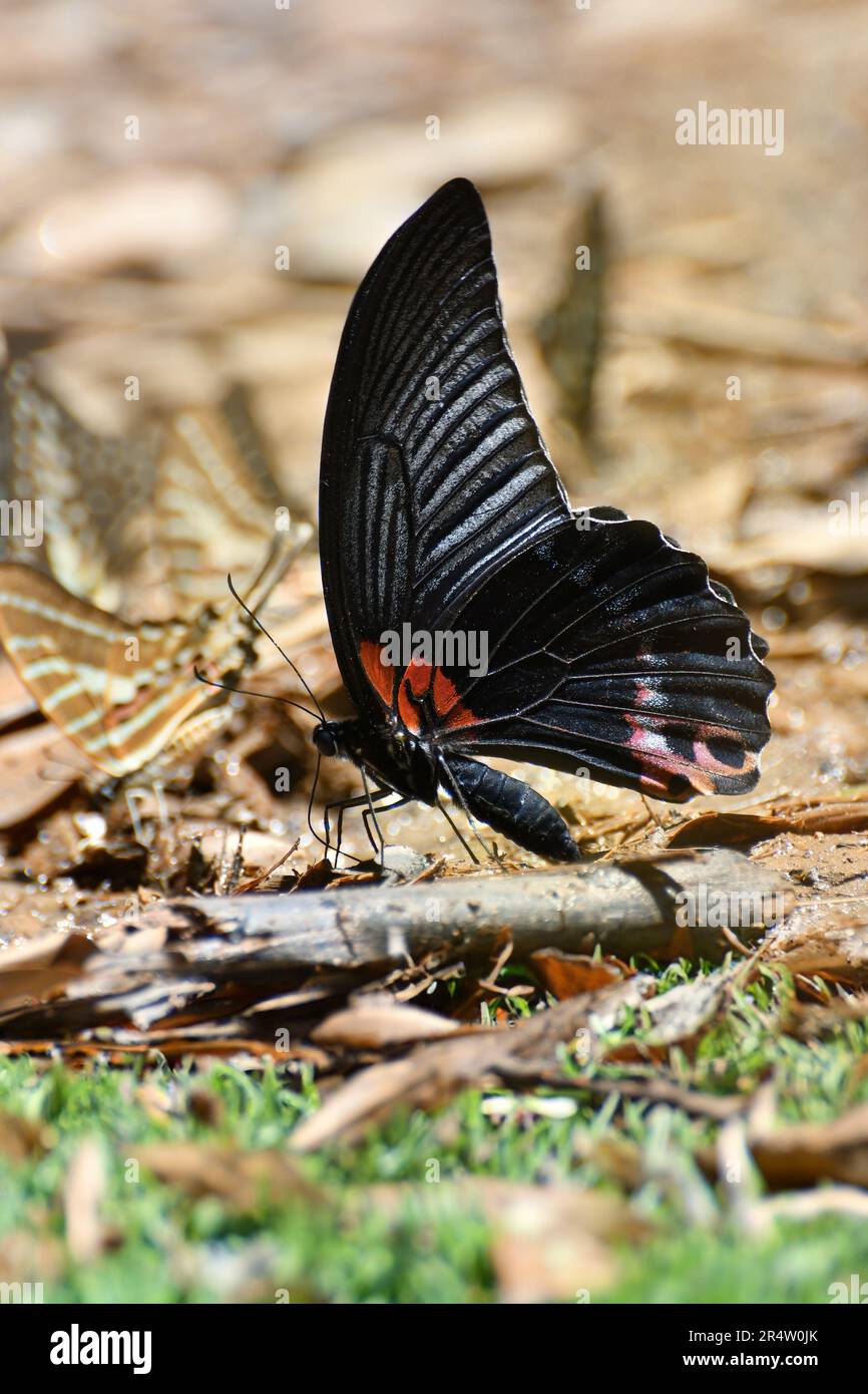 Butterfly at Kaeng Krachan National Park, Thailand. There are around ...