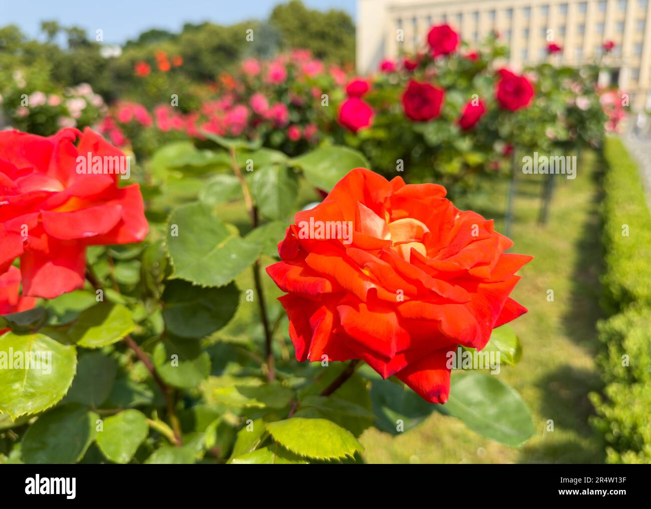 Rose flowers in the town square Stock Photo - Alamy