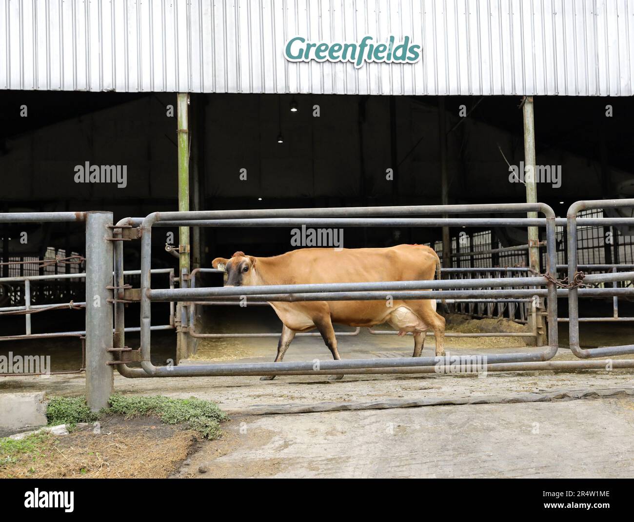 Malang, East Java, Indonesia. 30th May, 2023. a Jersey (brown) dairy ...