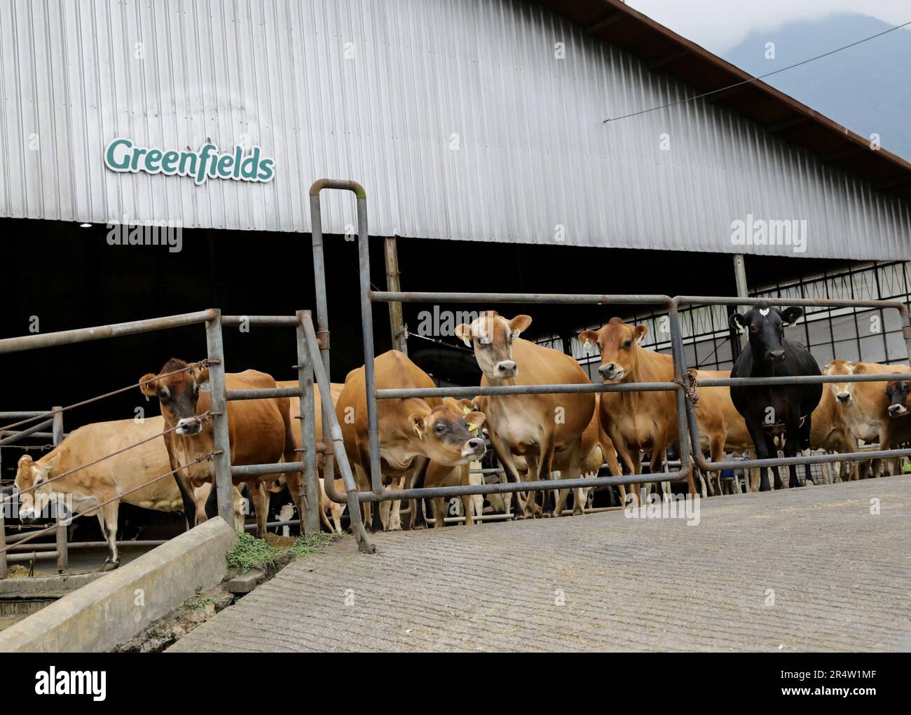 Malang, East Java, Indonesia. 30th May, 2023. Jersey (brown) and ...