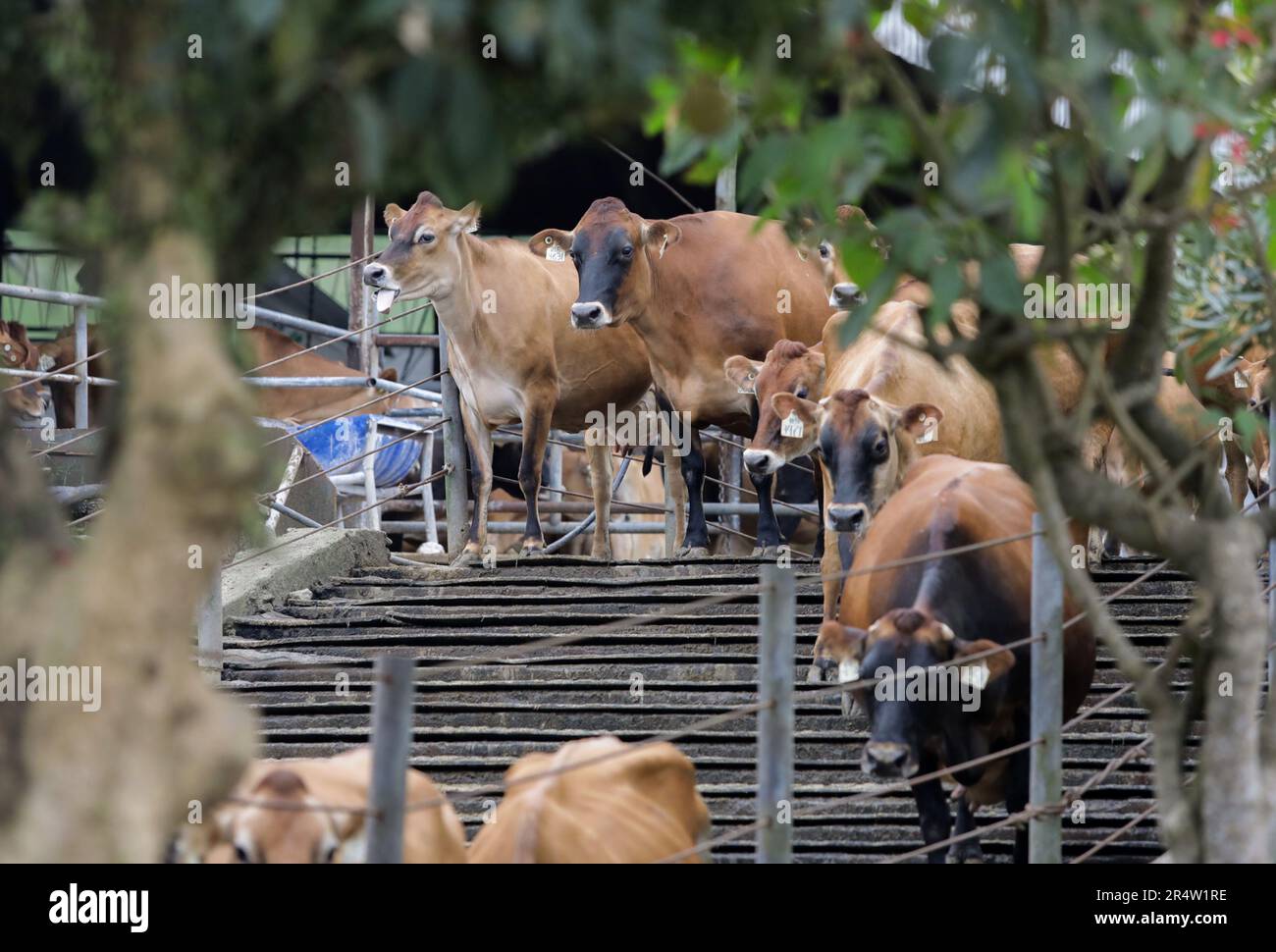 Malang, East Java, Indonesia. 30th May, 2023. Jersey (brown) and ...