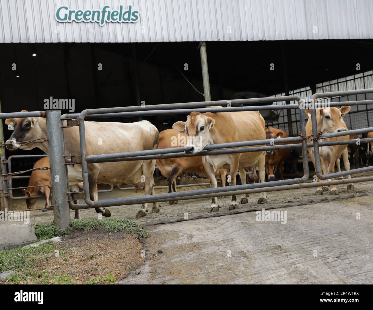 Malang, East Java, Indonesia. 30th May, 2023. Jersey (brown) and ...
