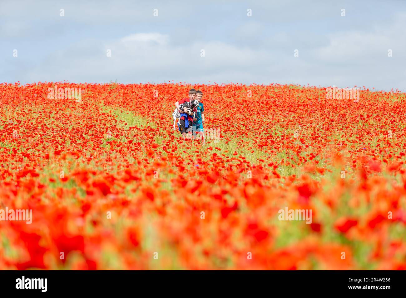 Two young boys with their pet dog in a poppy field, UK Stock Photo - Alamy