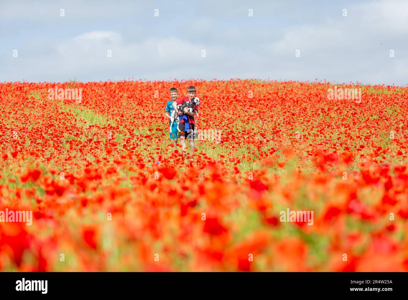 Two young boys with their pet dog in a poppy field, UK Stock Photo - Alamy