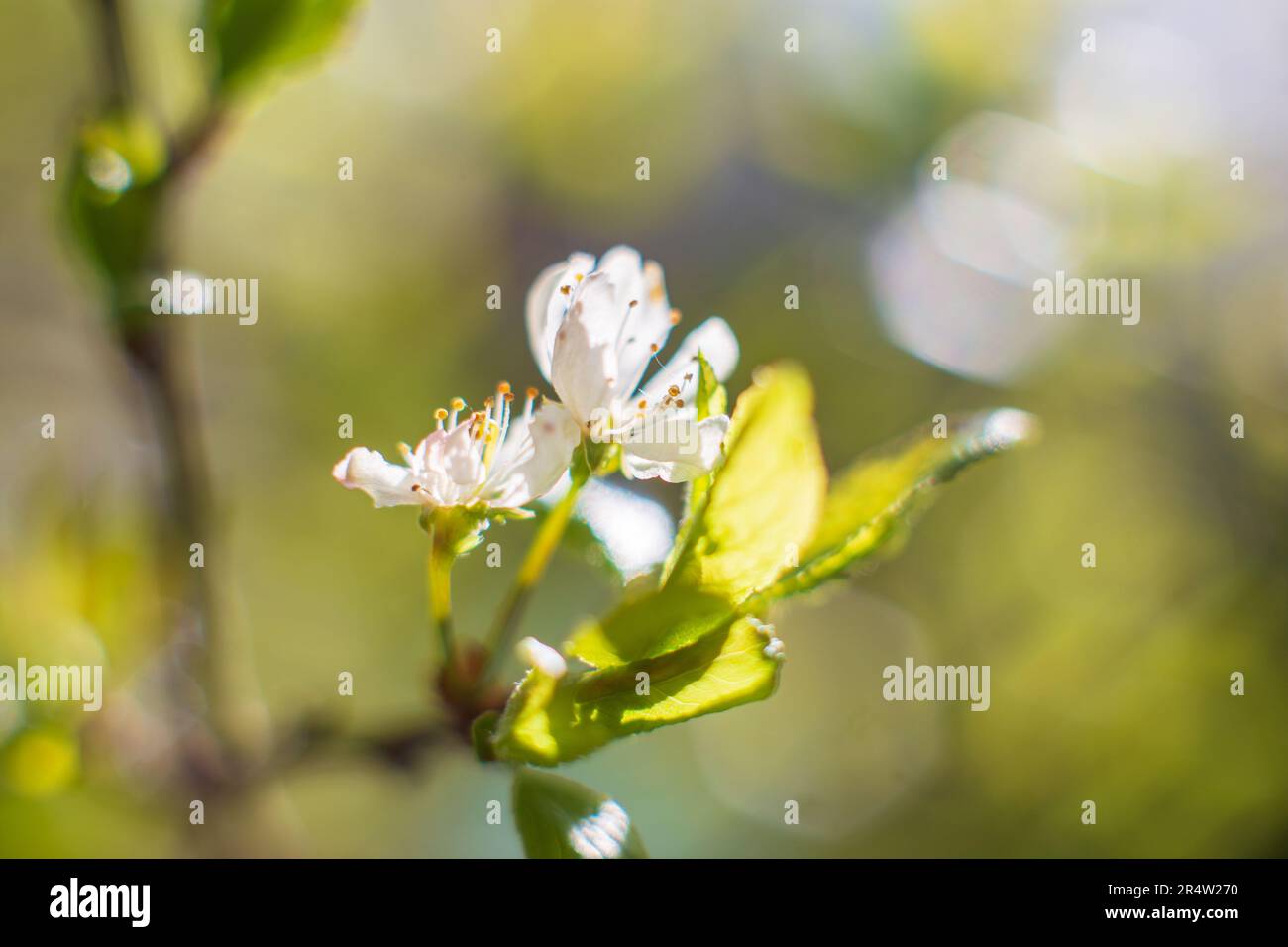 Blooming tree branches with white flowers. Beautiful landscape with selective focus and blurred ...