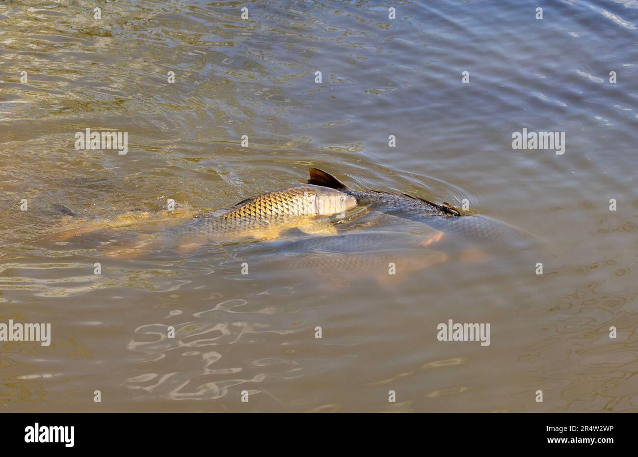 Common carp swimming and spawning in a flooded farm field in spring ...
