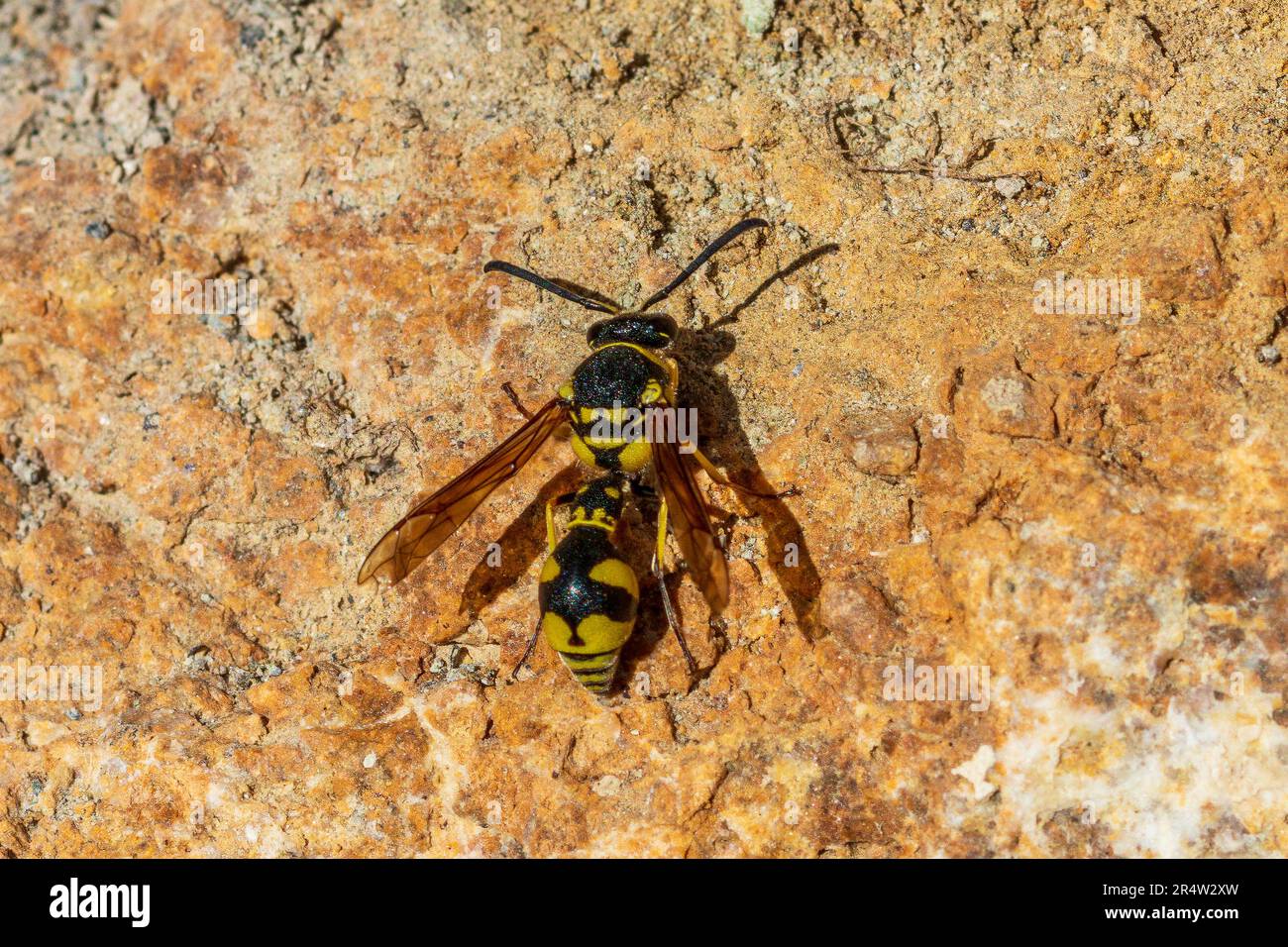 Eumenes mediterraneus Wasp, Mediterranean Potter Wasp Stock Photo - Alamy
