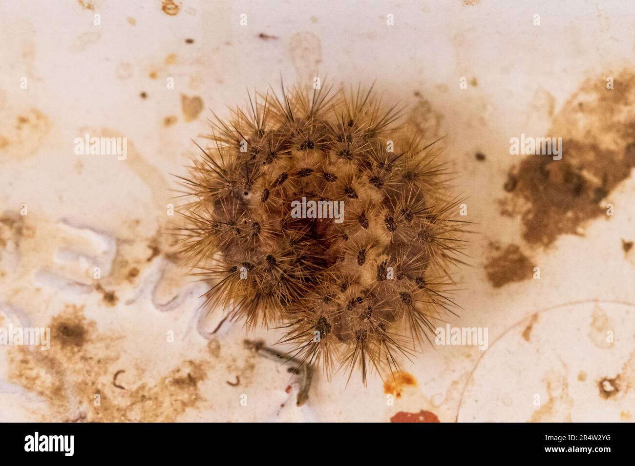 Discrete chaperon moth hi-res stock photography and images - Alamy