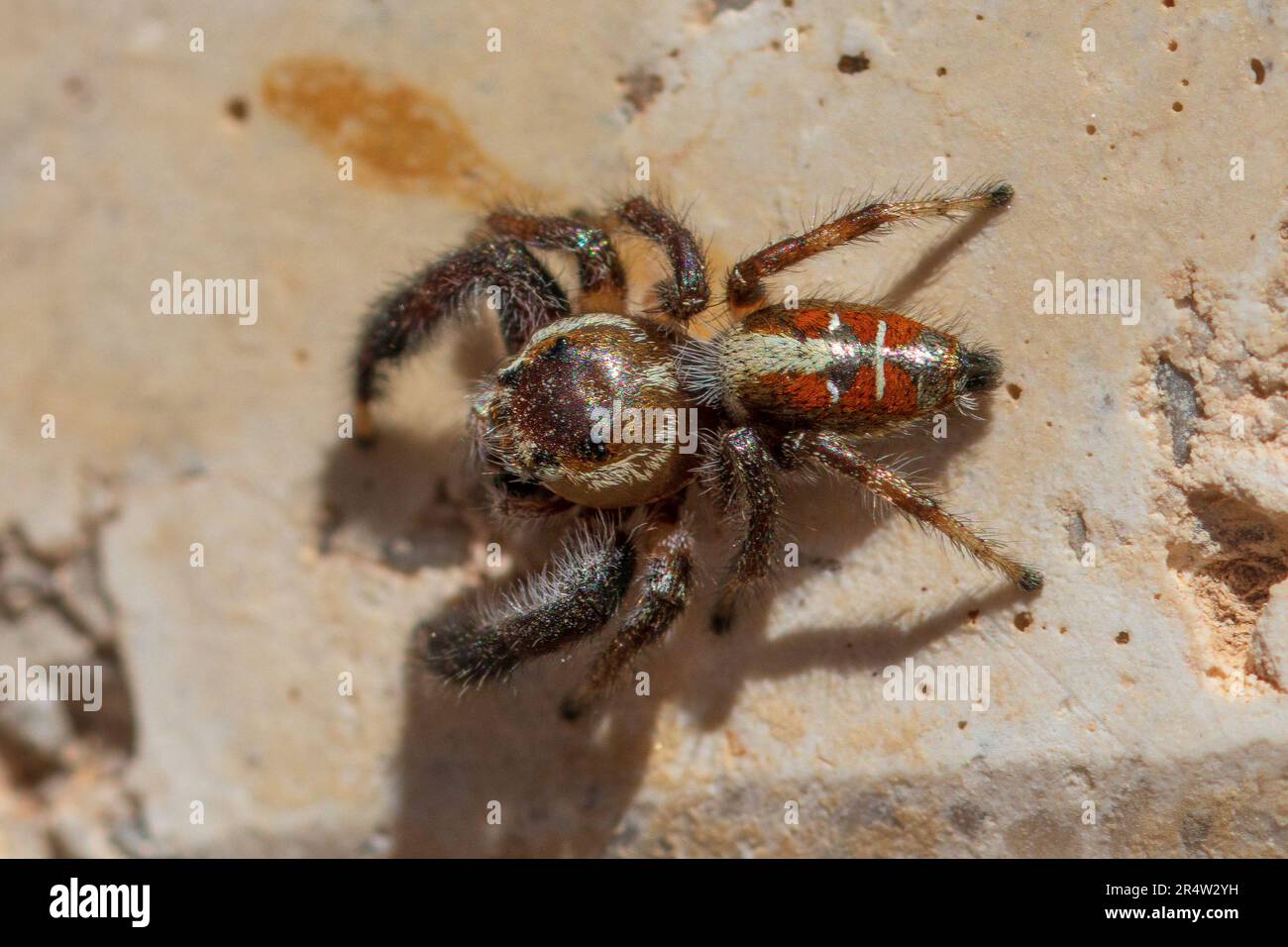 Thyene imperialis, Jumping Spider Stock Photo - Alamy