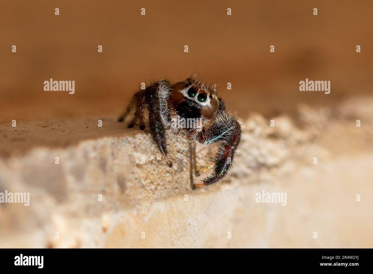 Thyene imperialis, Jumping Spider Stock Photo - Alamy
