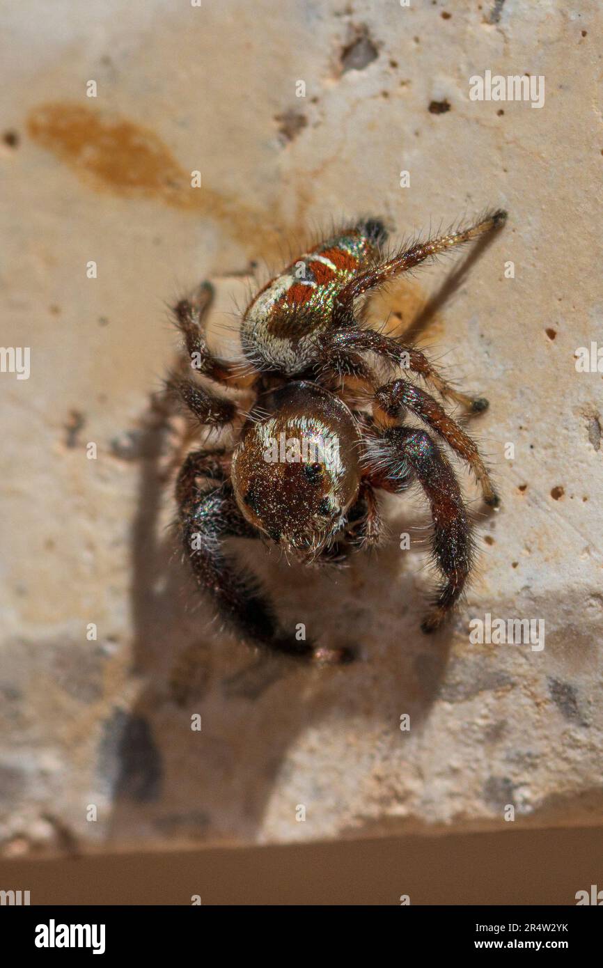 Thyene imperialis, Jumping Spider Stock Photo - Alamy