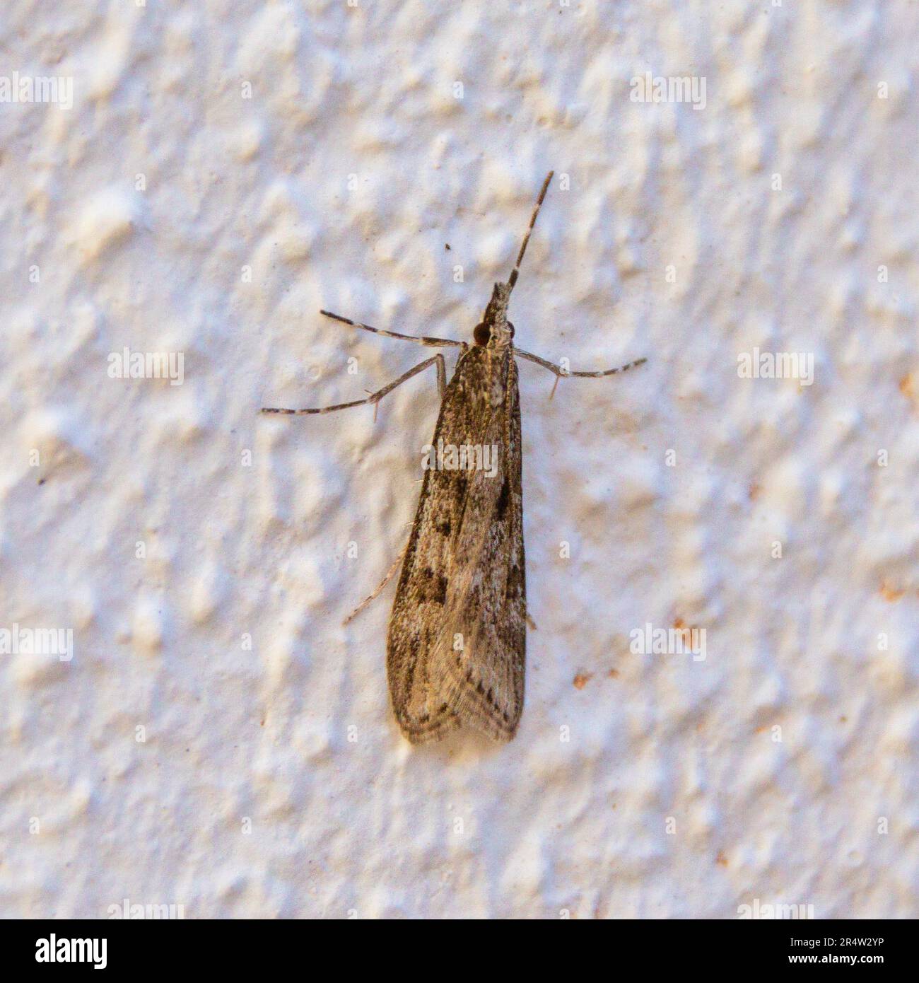 Moths of spain hi-res stock photography and images - Alamy