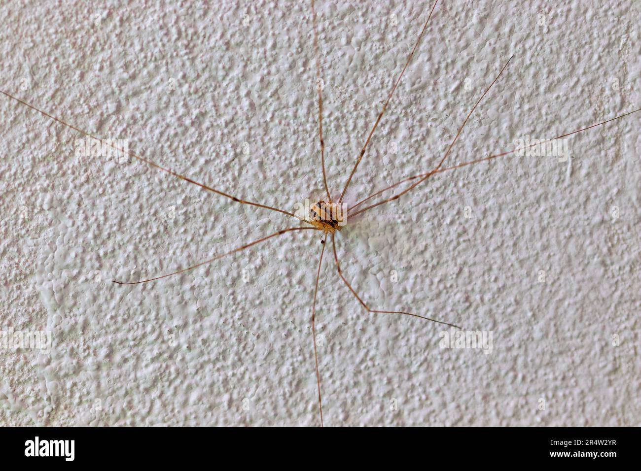 Cosmobunus granarius hi-res stock photography and images - Alamy