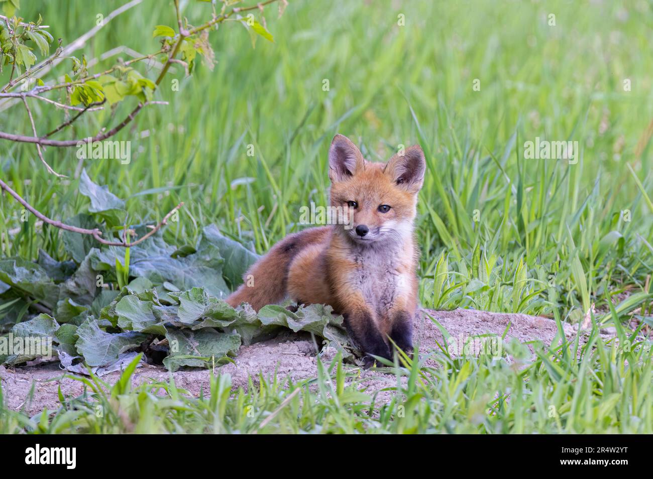 Red fox kit (Vulpes vulpes) sitting by its den in the forest in early spring in Canada Stock ...