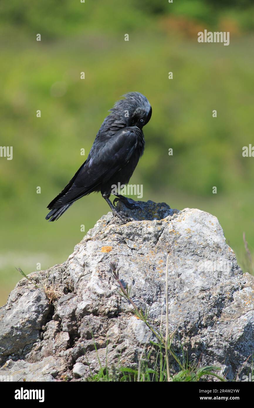 Jackdaws call hi-res stock photography and images - Alamy