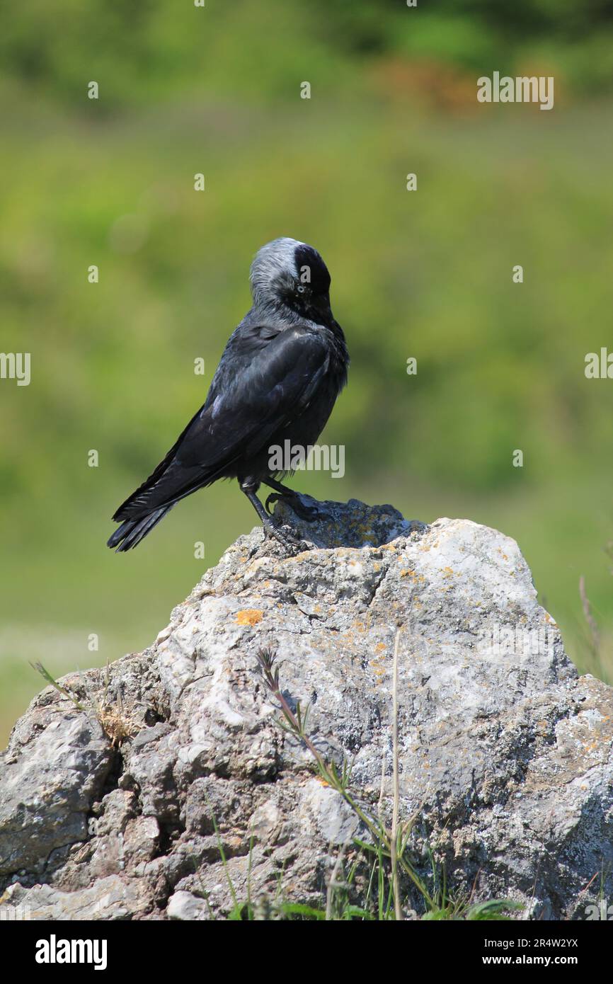 Jackdaws call hi-res stock photography and images - Alamy