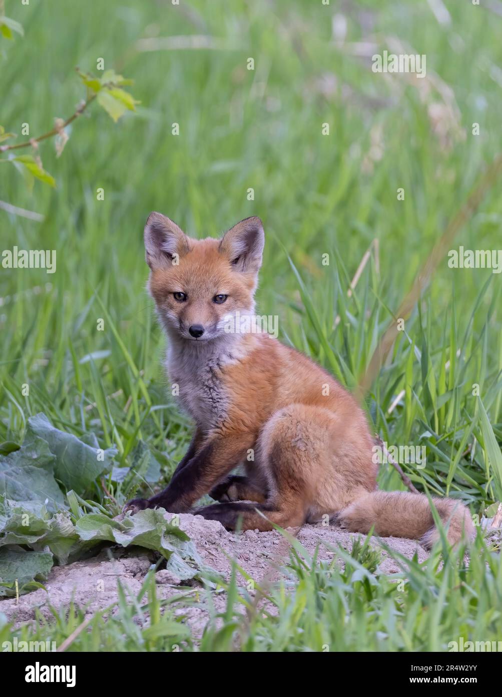 Red fox kit (Vulpes vulpes) sitting by its den in the forest in early spring in Canada Stock ...