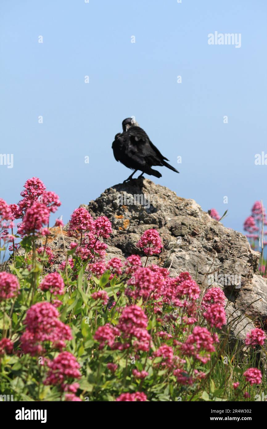 Jackdaws call hi-res stock photography and images - Alamy