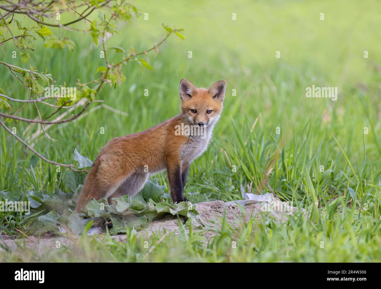 Red fox kit (Vulpes vulpes) sitting by its den in the forest in early ...