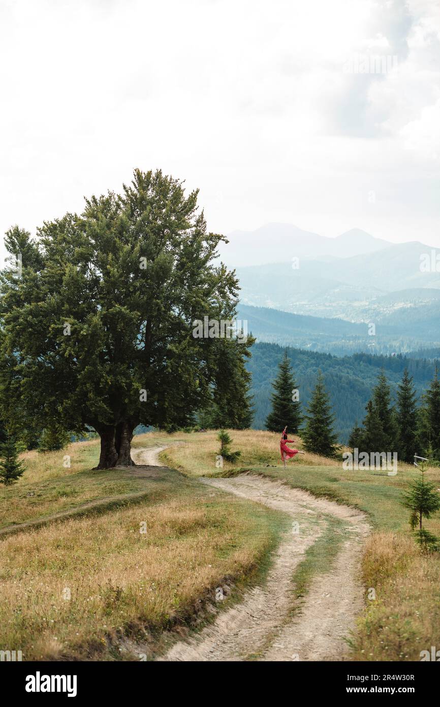 woman near old big beech tree in the mountains Stock Photo - Alamy