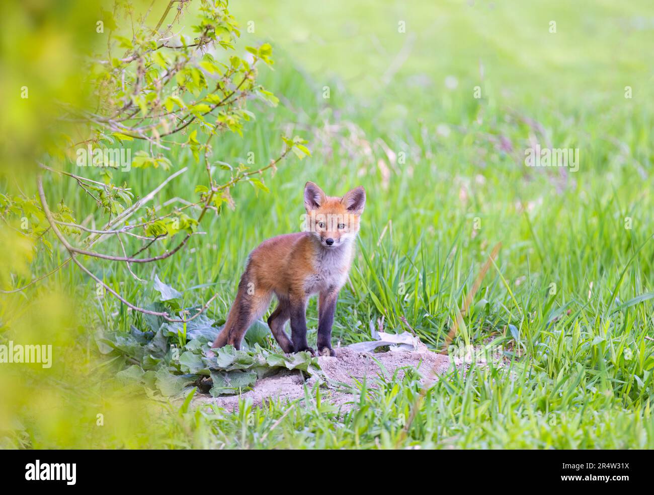 Red fox kit (Vulpes vulpes) sitting by its den in the forest in early spring in Canada Stock ...