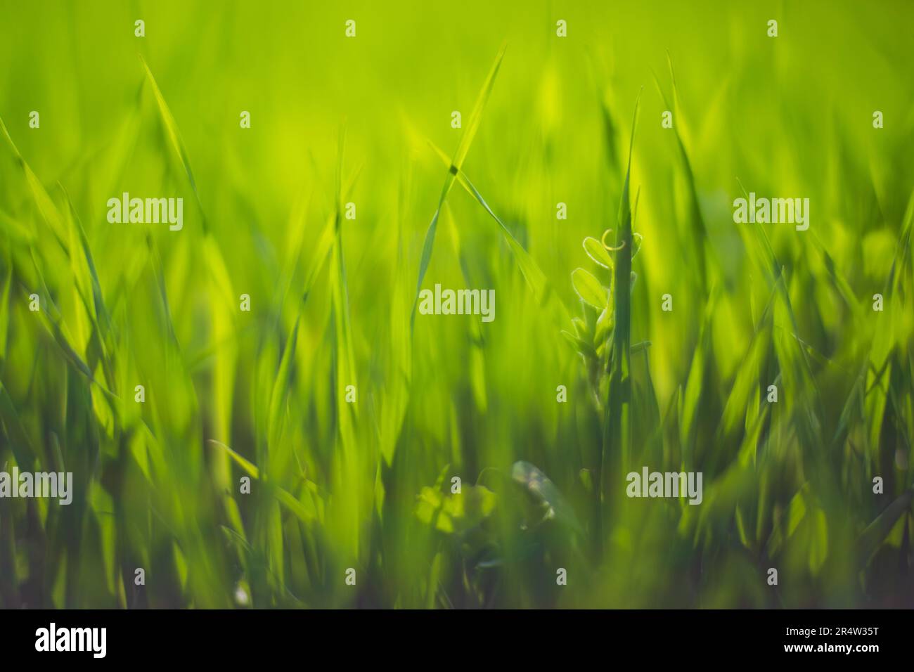Fresh green grass on a sunny summer day close-up. Beautiful natural ...