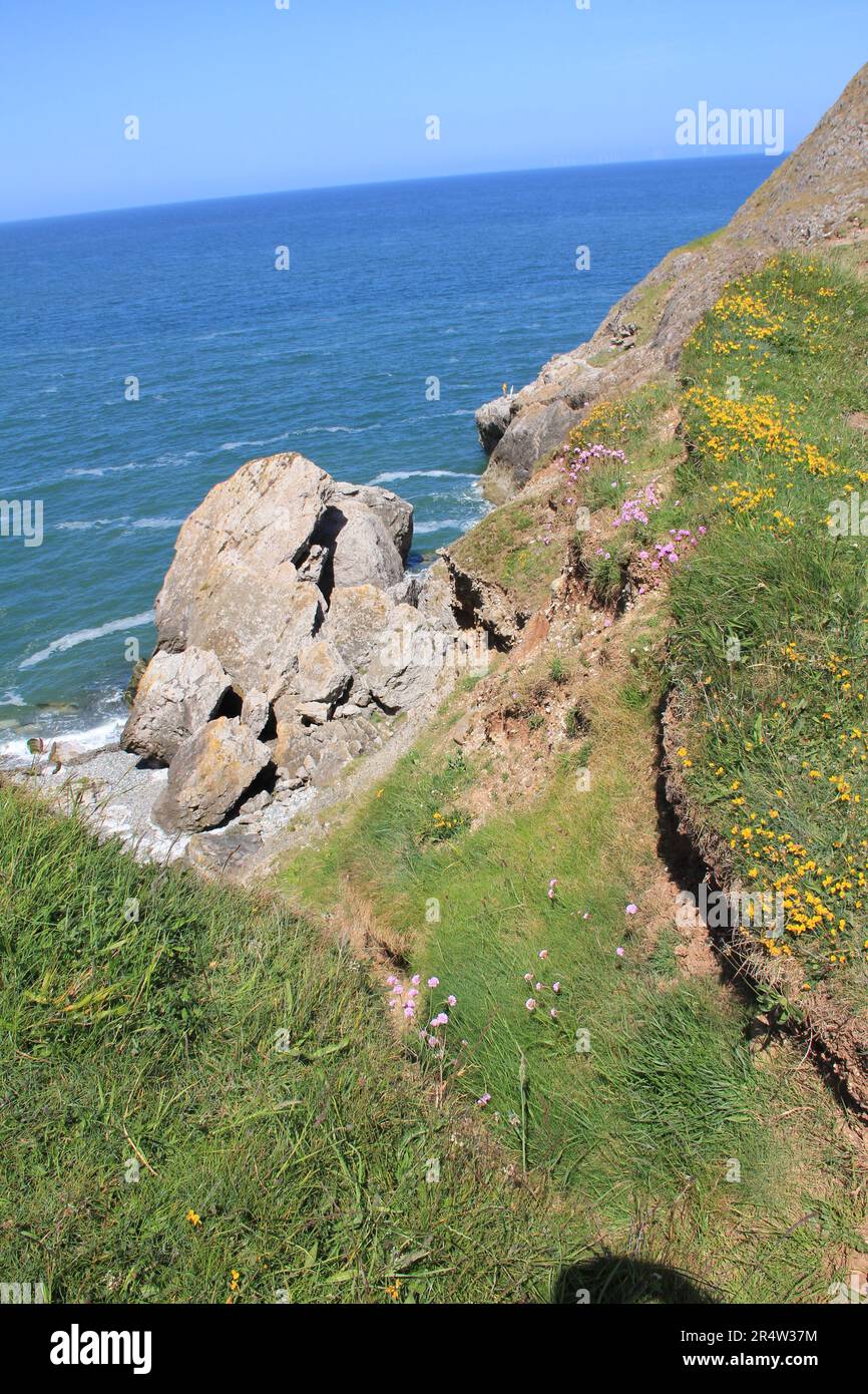 Conwy seals hi-res stock photography and images - Alamy