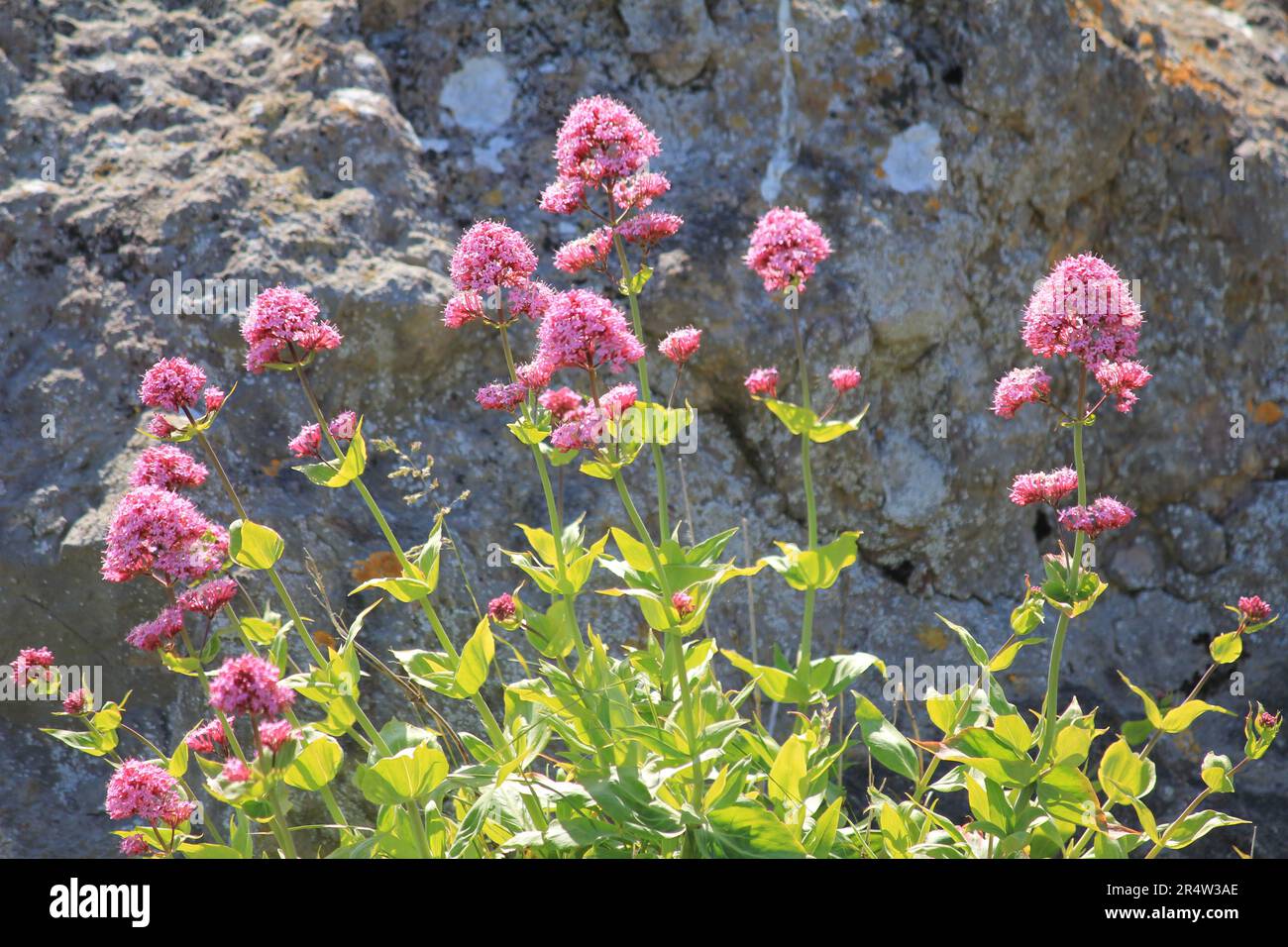 Angel bay llandudno hi-res stock photography and images - Alamy