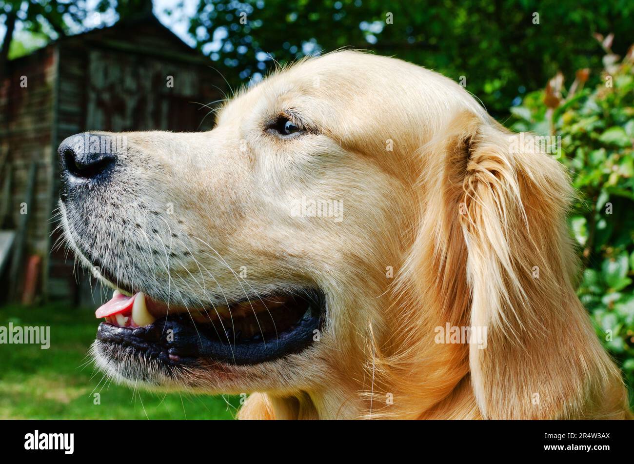 Golden Retriever dog enjoying the Spring sunshine in a country garden ...