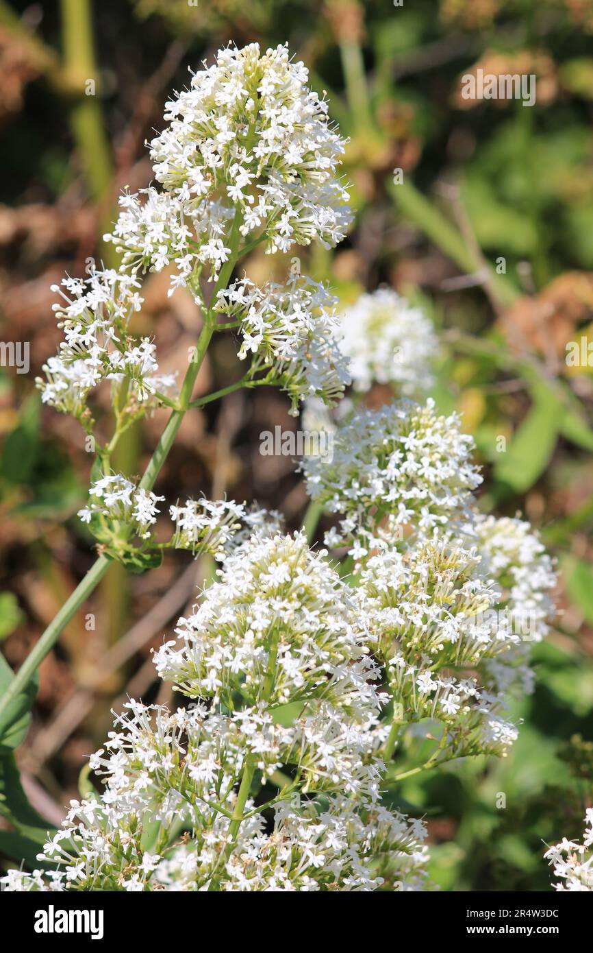 Angel bay llandudno hi-res stock photography and images - Alamy