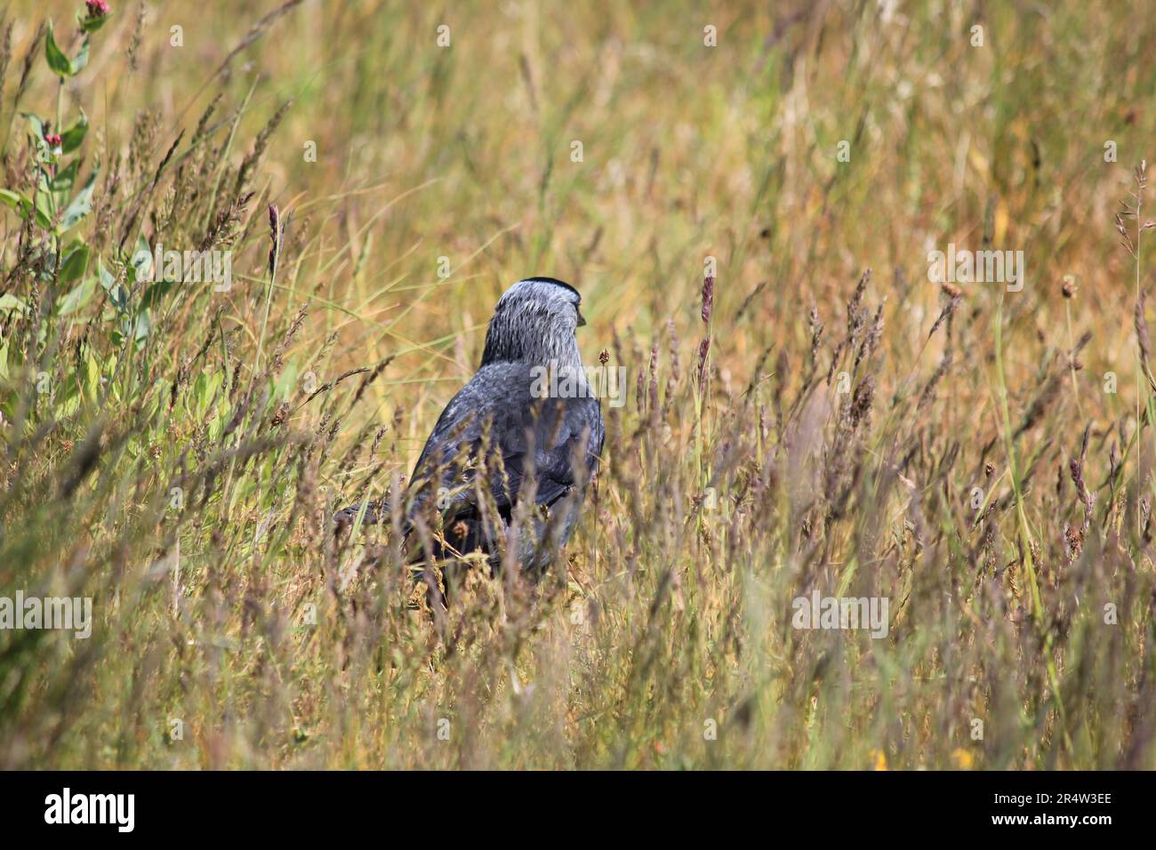 Jackdaws call hi-res stock photography and images - Alamy