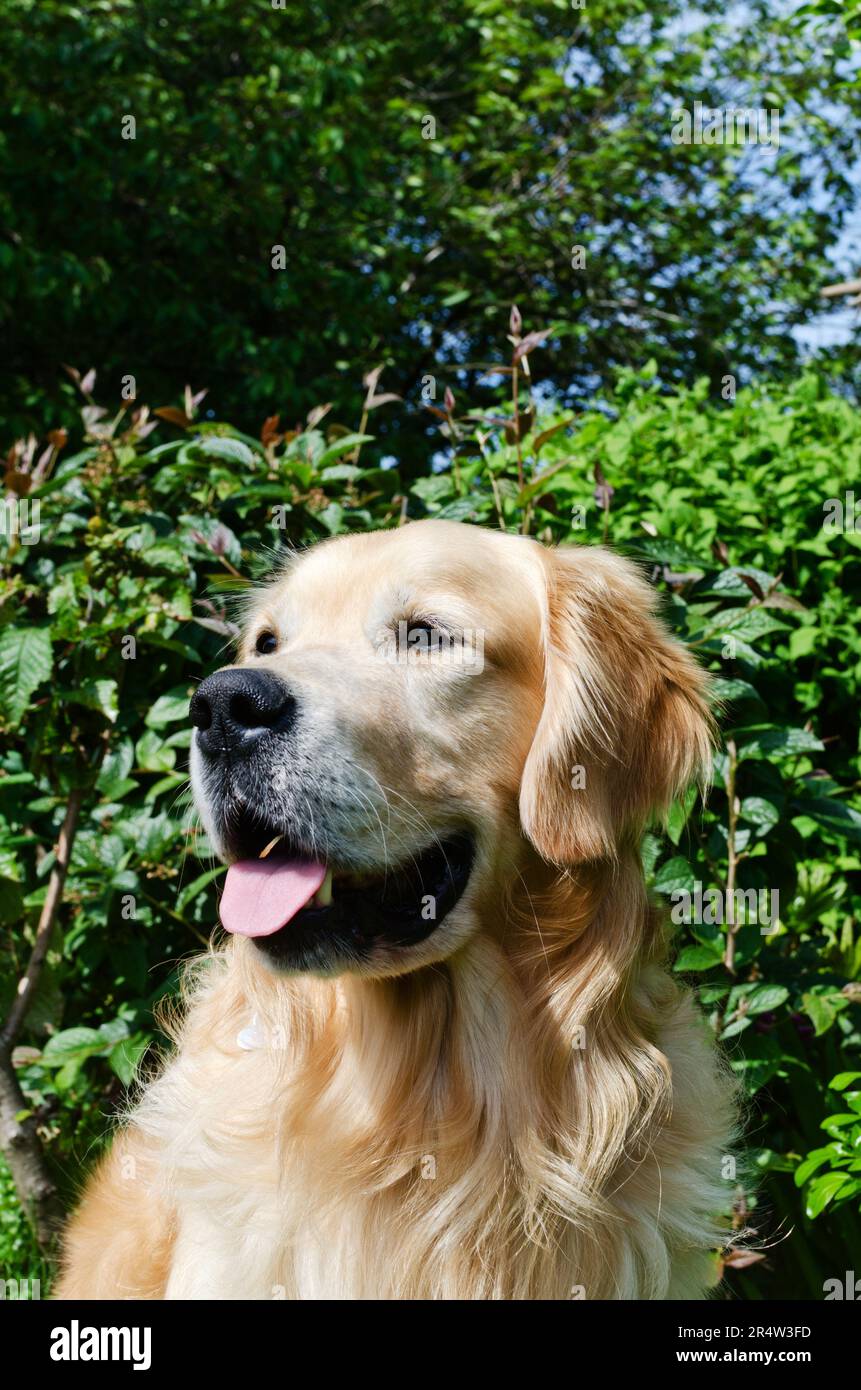 Golden Retriever dog enjoying the Spring sunshine in a country garden ...