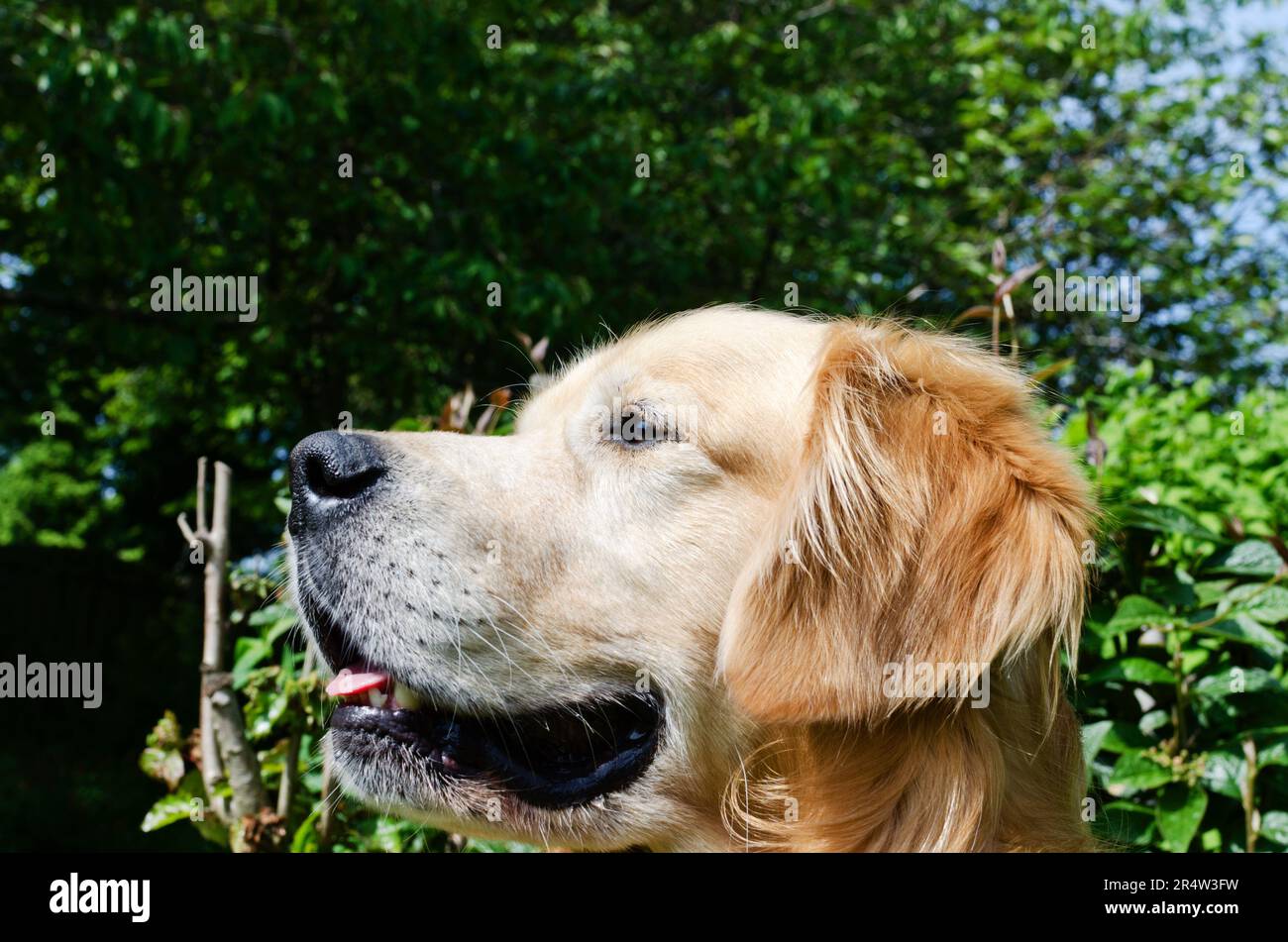 Golden Retriever dog enjoying the Spring sunshine in a country garden ...