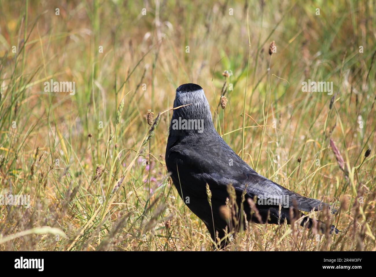 Jackdaws call hi-res stock photography and images - Alamy