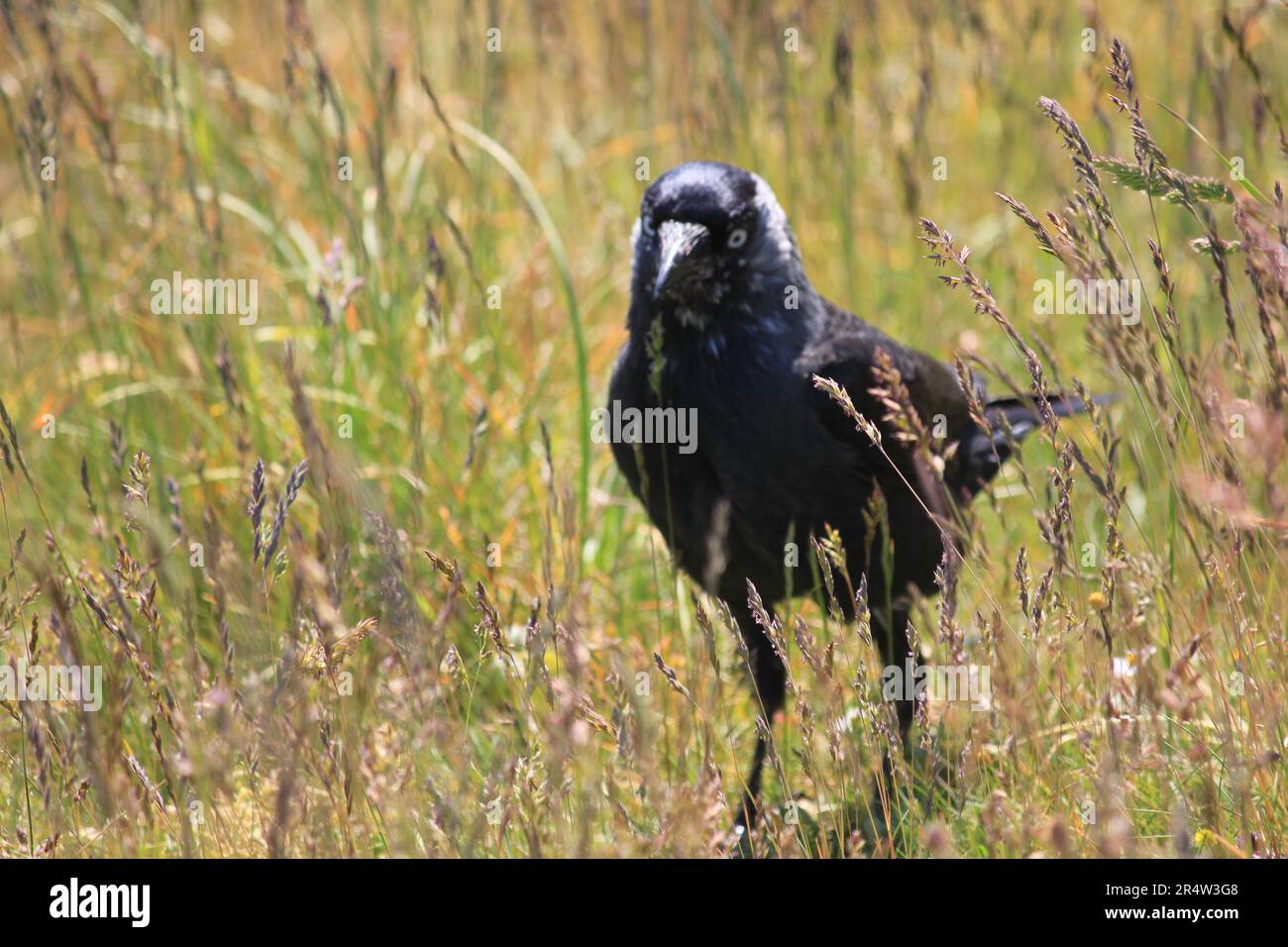 Jackdaws call hi-res stock photography and images - Alamy
