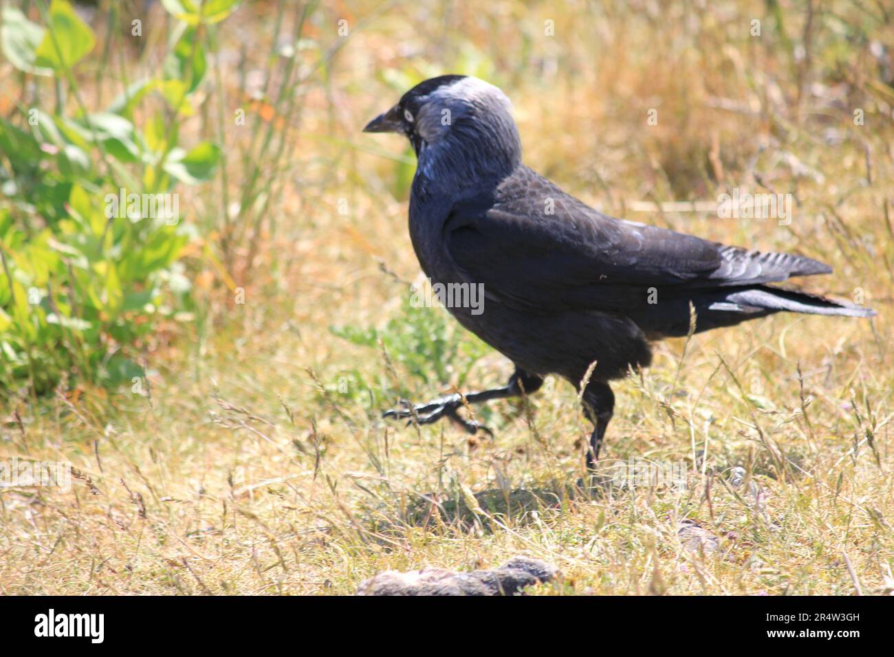Jackdaws call hi-res stock photography and images - Alamy