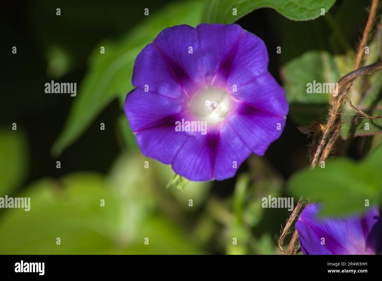 Common Morning glory Ipomoea purpurea 14432 Stock Photo - Alamy