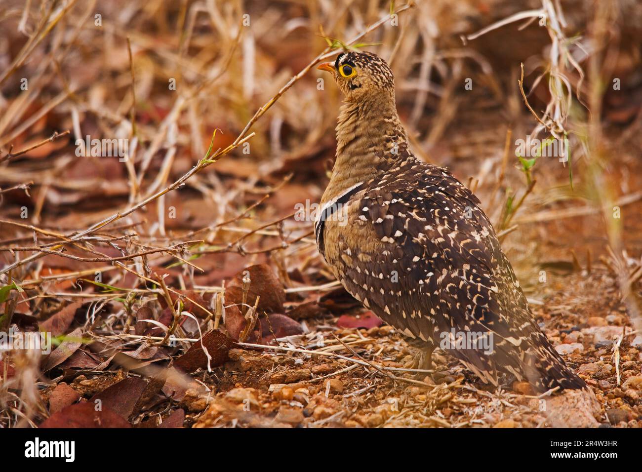 Double-banded Sandgrouse Pterocles bicinctus 15079 Stock Photo - Alamy