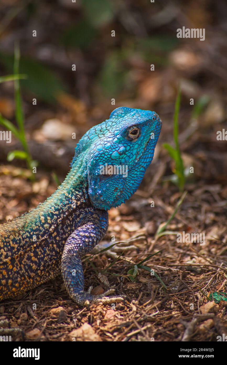 Southern Tree Agama Acanthocercus atricollis 14852 Stock Photo - Alamy