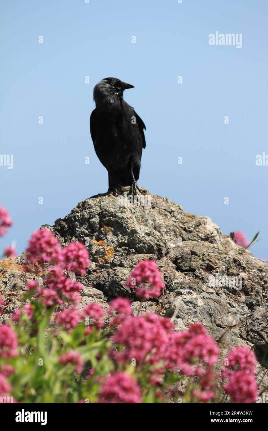 Jackdaws call hi-res stock photography and images - Alamy