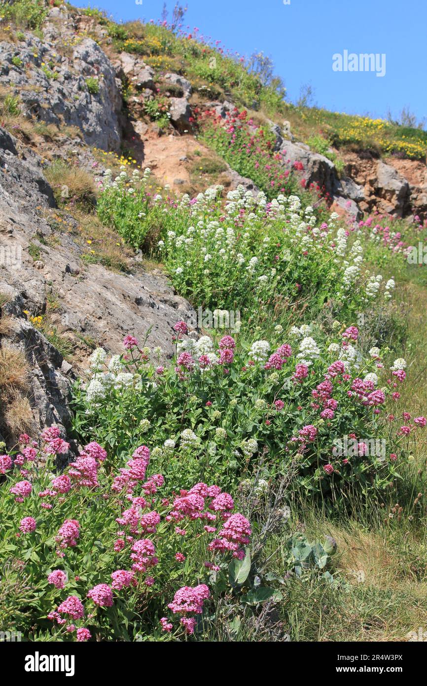 Conwy seals hi-res stock photography and images - Alamy