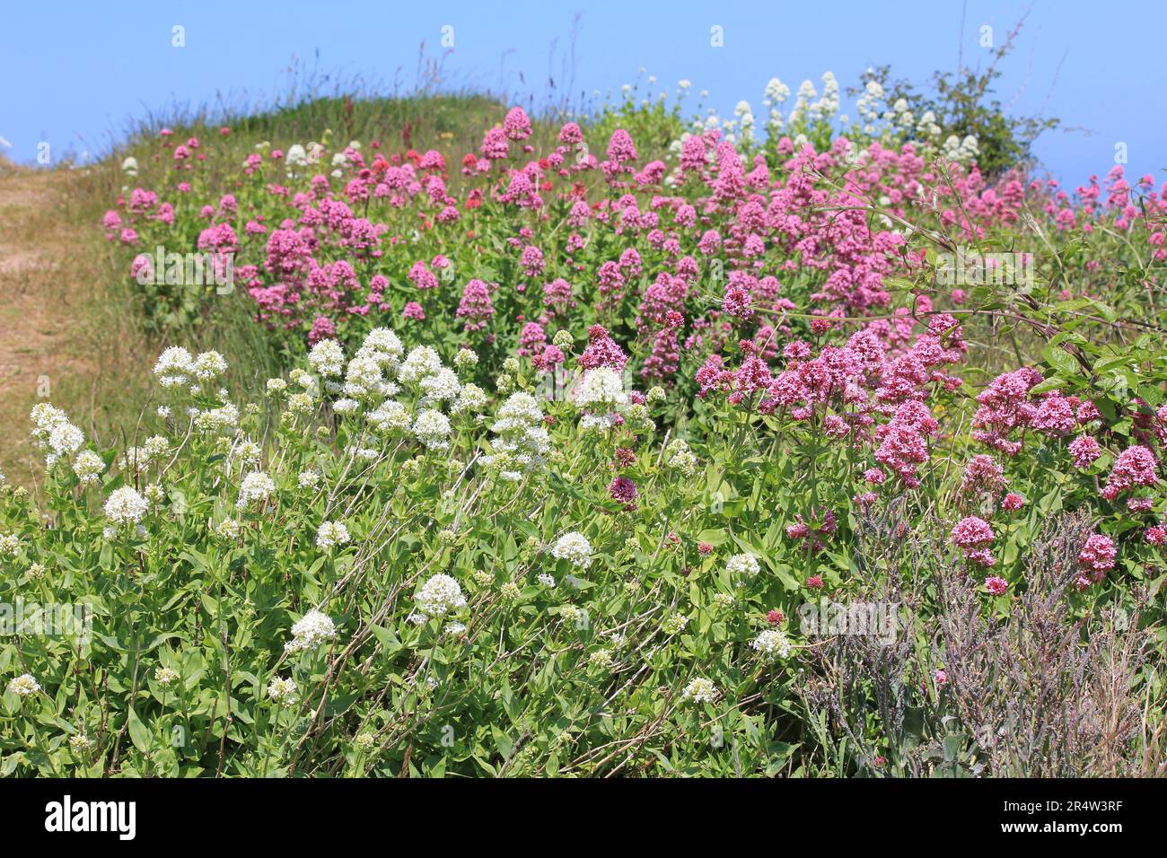 Penrhyn bay hi-res stock photography and images - Alamy