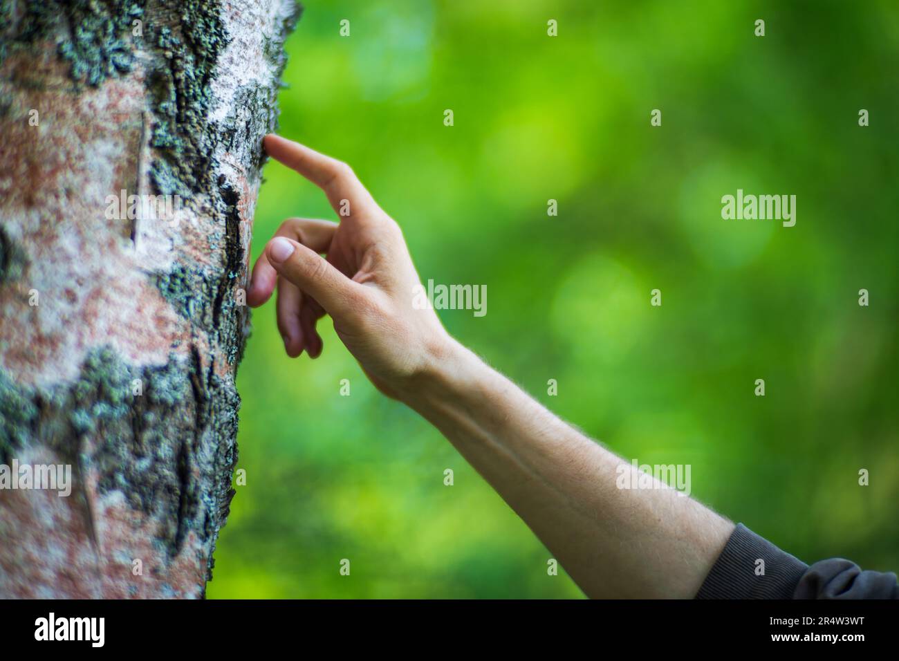 A man's hand touch the tree trunk close-up. Bark wood.Caring for the ...