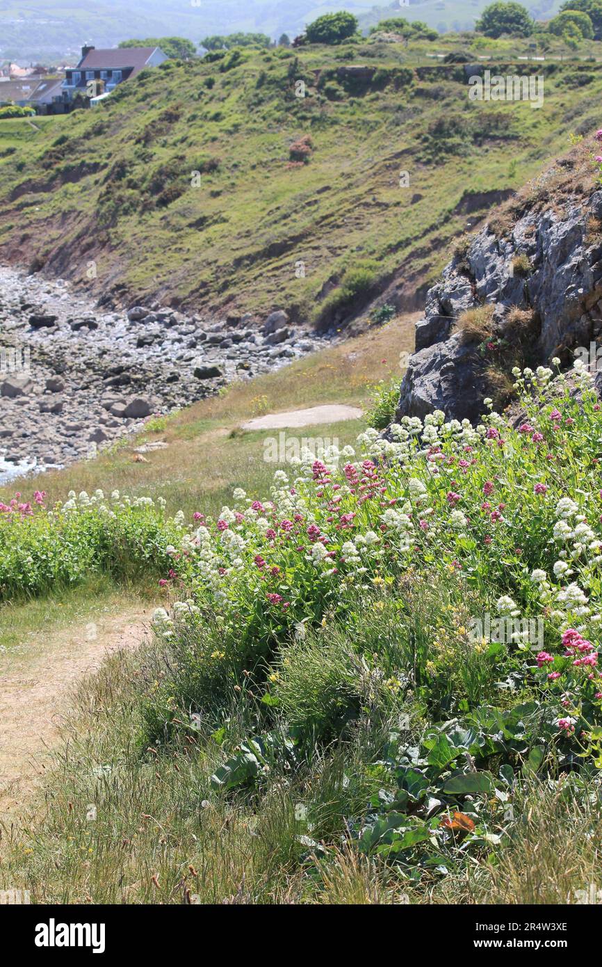 Angel bay llandudno hi-res stock photography and images - Alamy