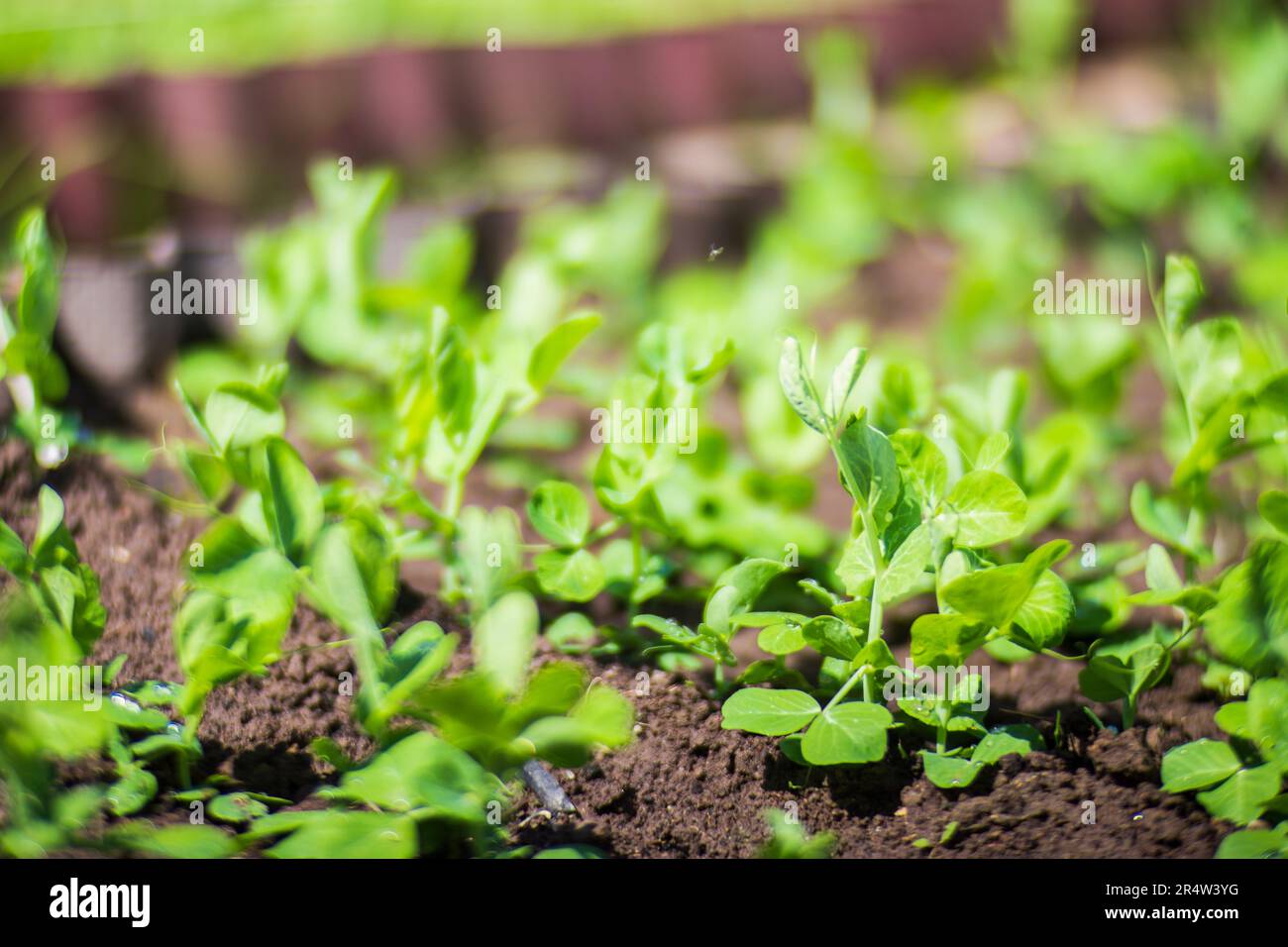 Crops planted in soil get ripe under sun. Cultivated land close up with ...